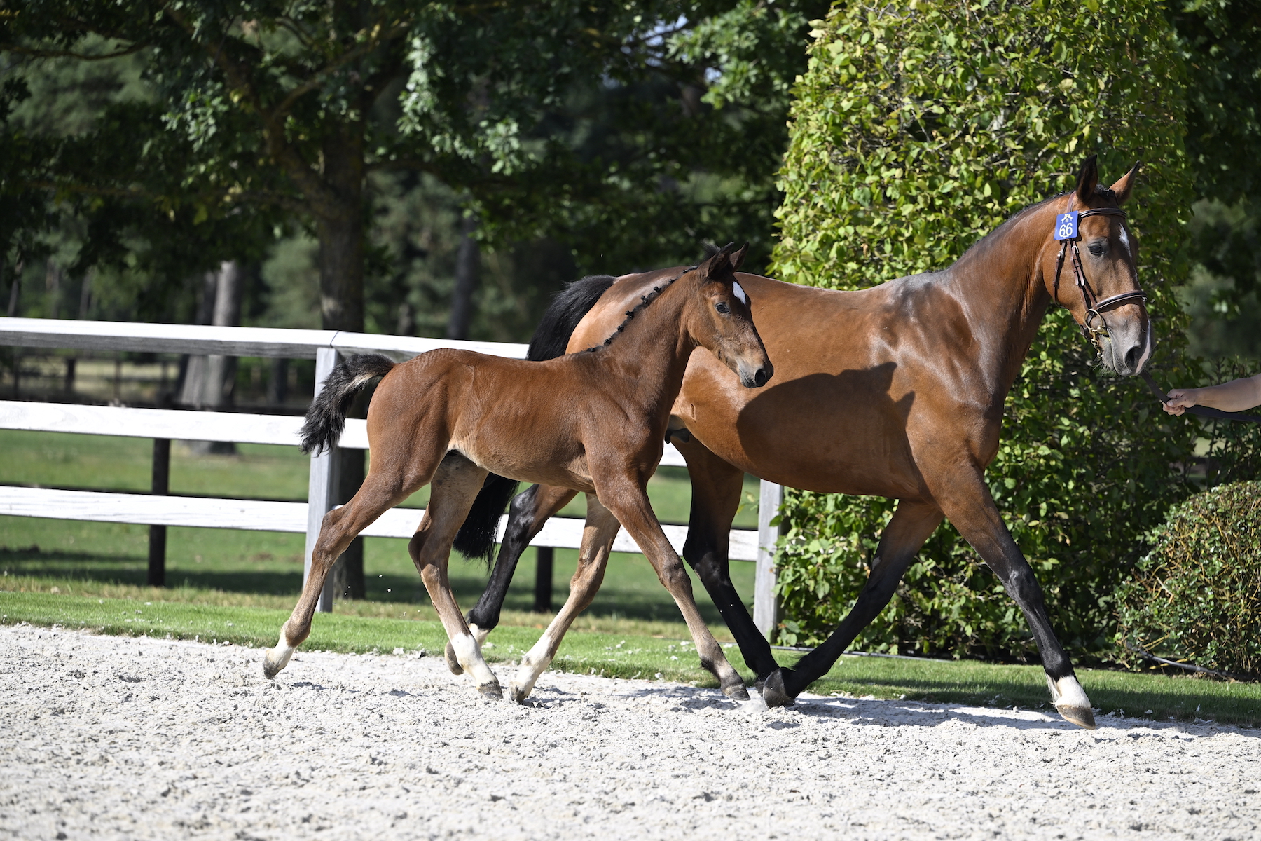 Présentation du Haras de Bohr - Haras de Bohr